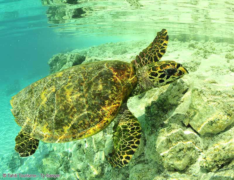 Vacances et croisières à la carte en Polynésie